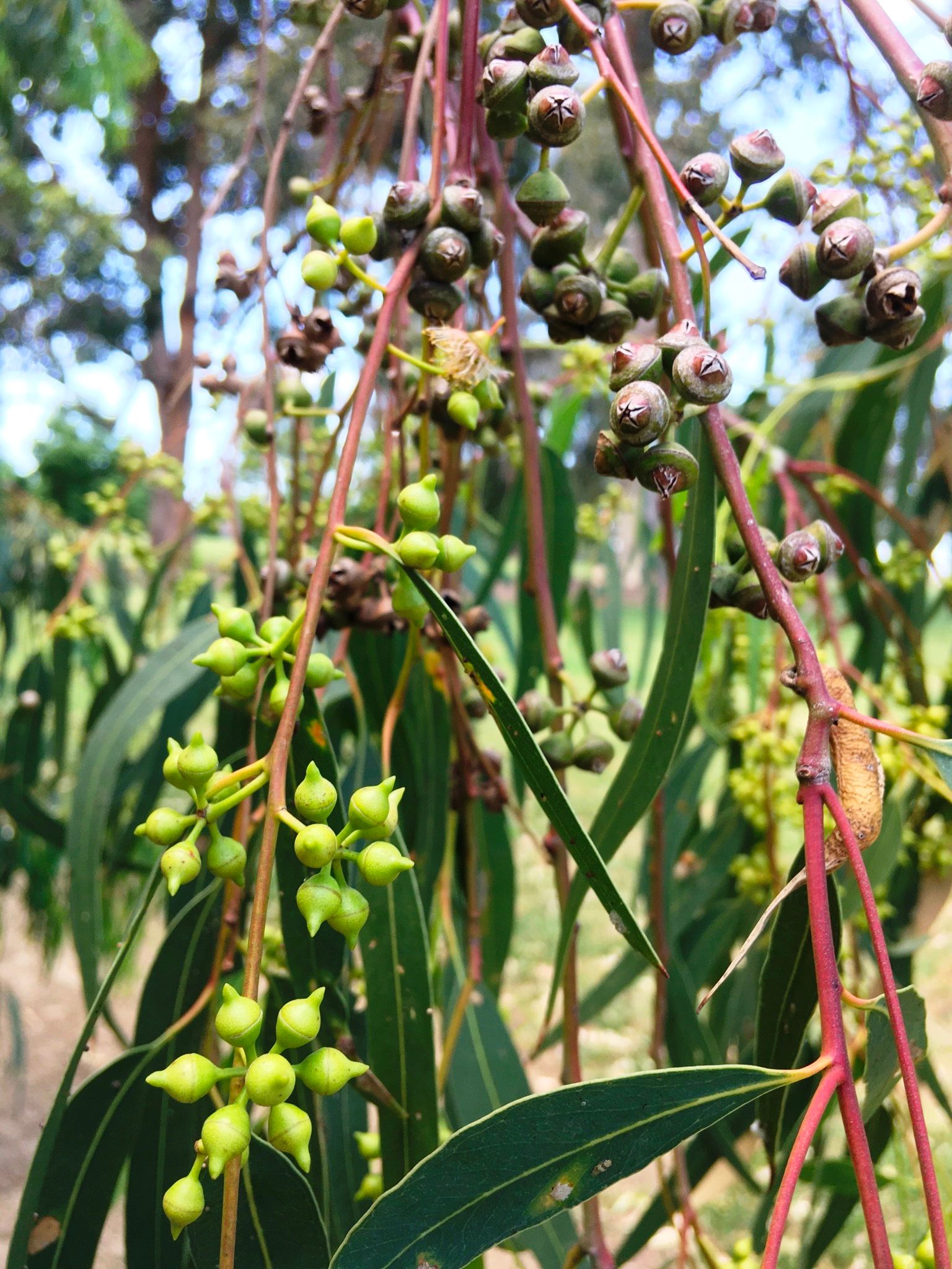 Mapping Aboriginal Melbourne